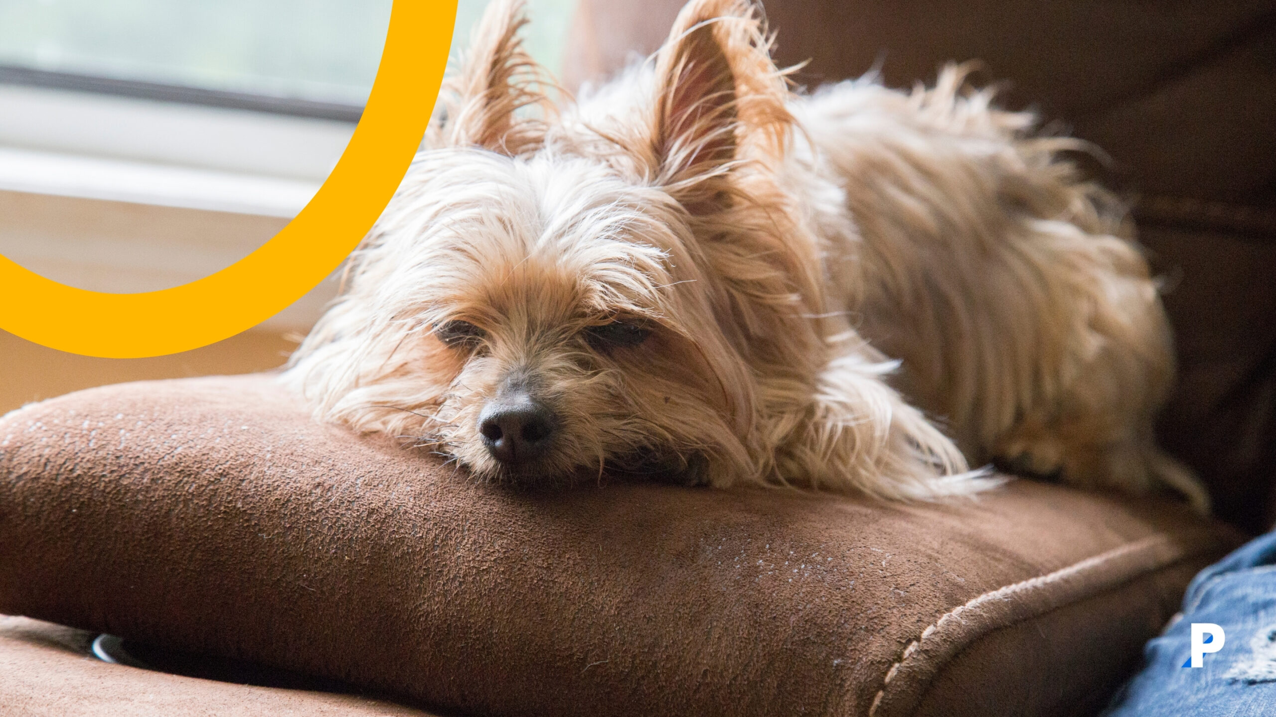 Köpek Demansı Nedir? Nedenleri, Belirtileri Ve Daha Fazlası