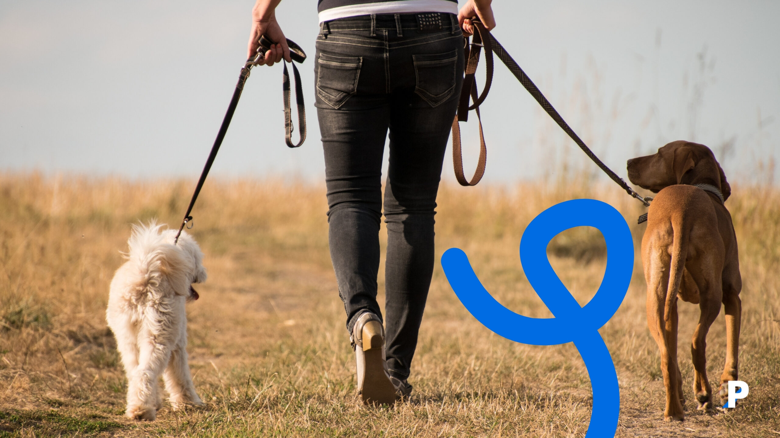 Ulusal Köpek Gezdirme Günü | Tarihi, Anlamı Ve Katılım Önerileri