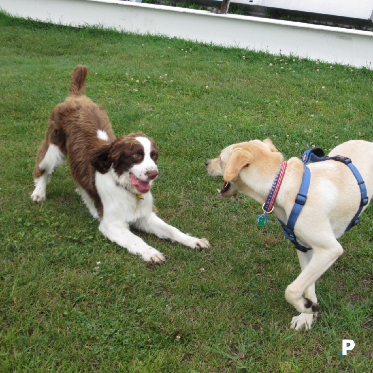 Köpek Beden Dili: Kuyruk, Kulak, Göz Ve Davranış İpuçları