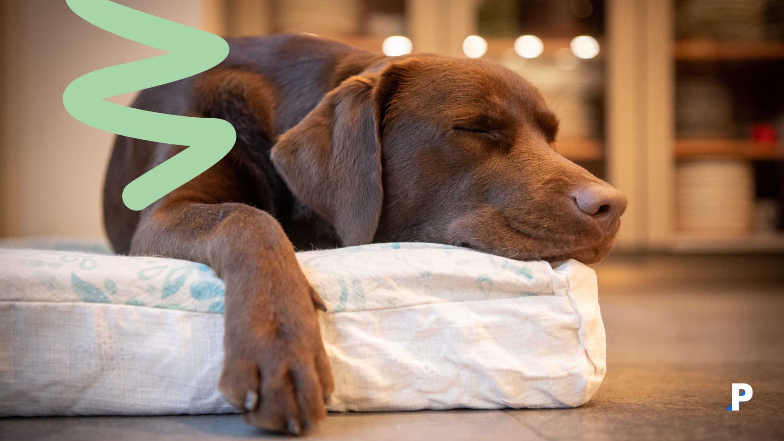 Köpekler Neden Çok Uyur? | Köpeklerde Uyku Düzeni